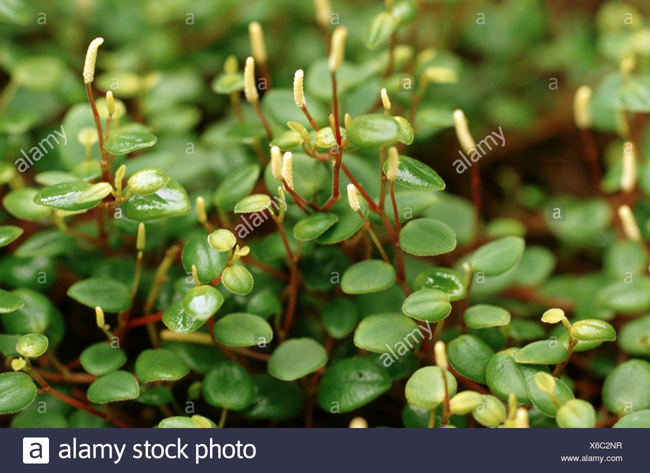 Peperomia Leaves High Resolution Stock Photography and Images - Alamy