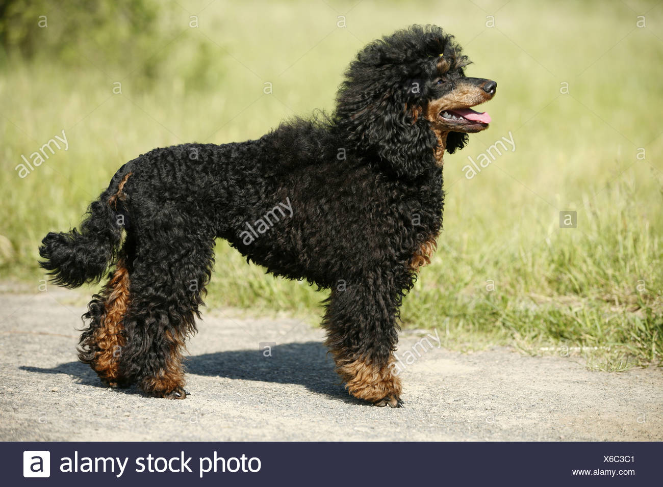 Pudel Standing High Resolution Stock Photography and Images - Alamy