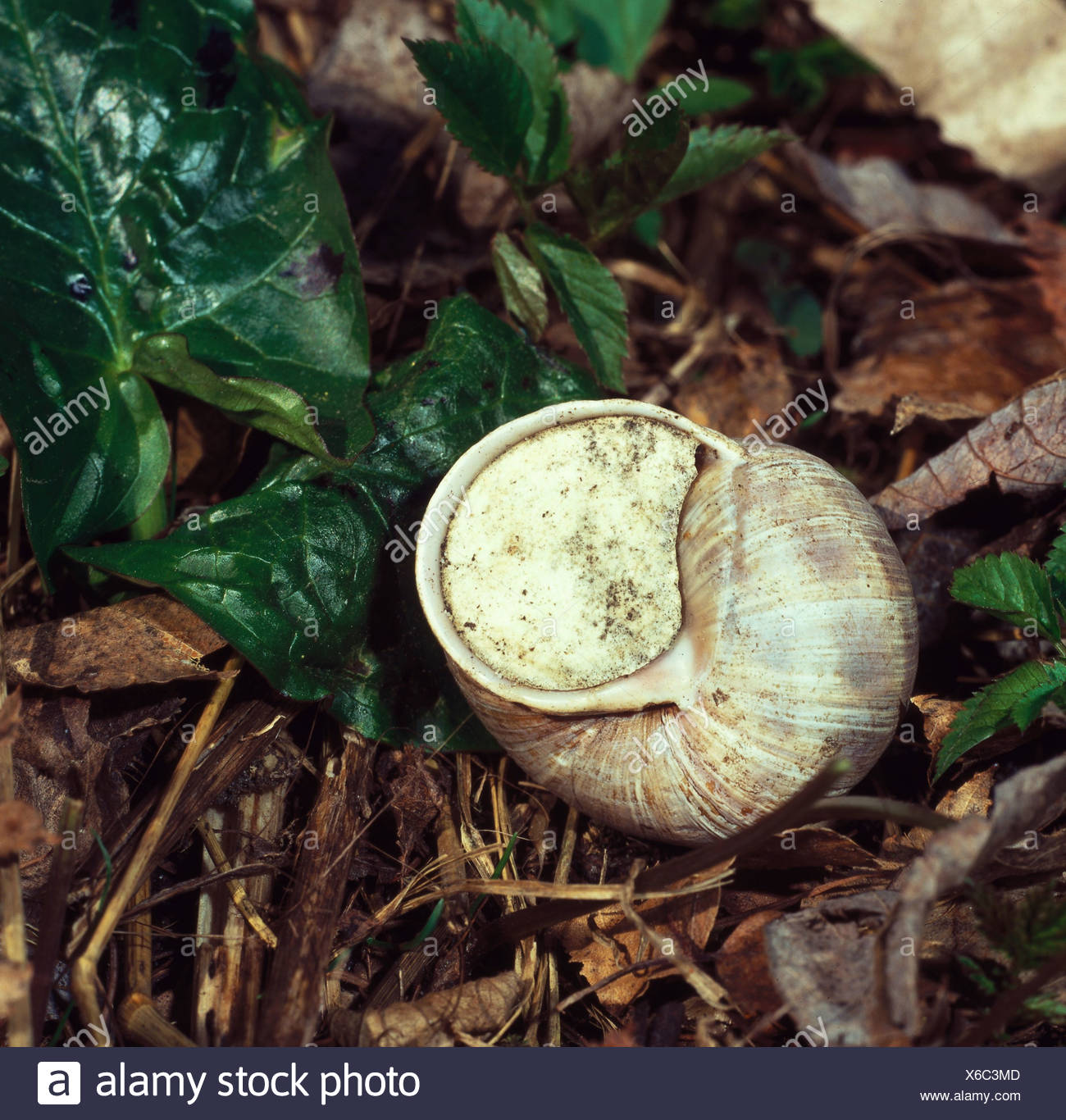 Operculum Stock Photos & Operculum Stock Images - Alamy
