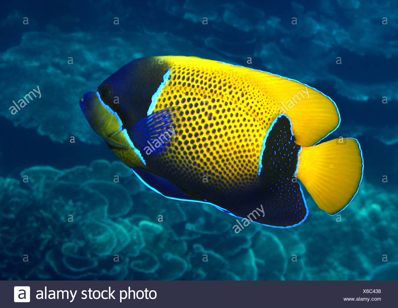 Pomacanthus Navarchus