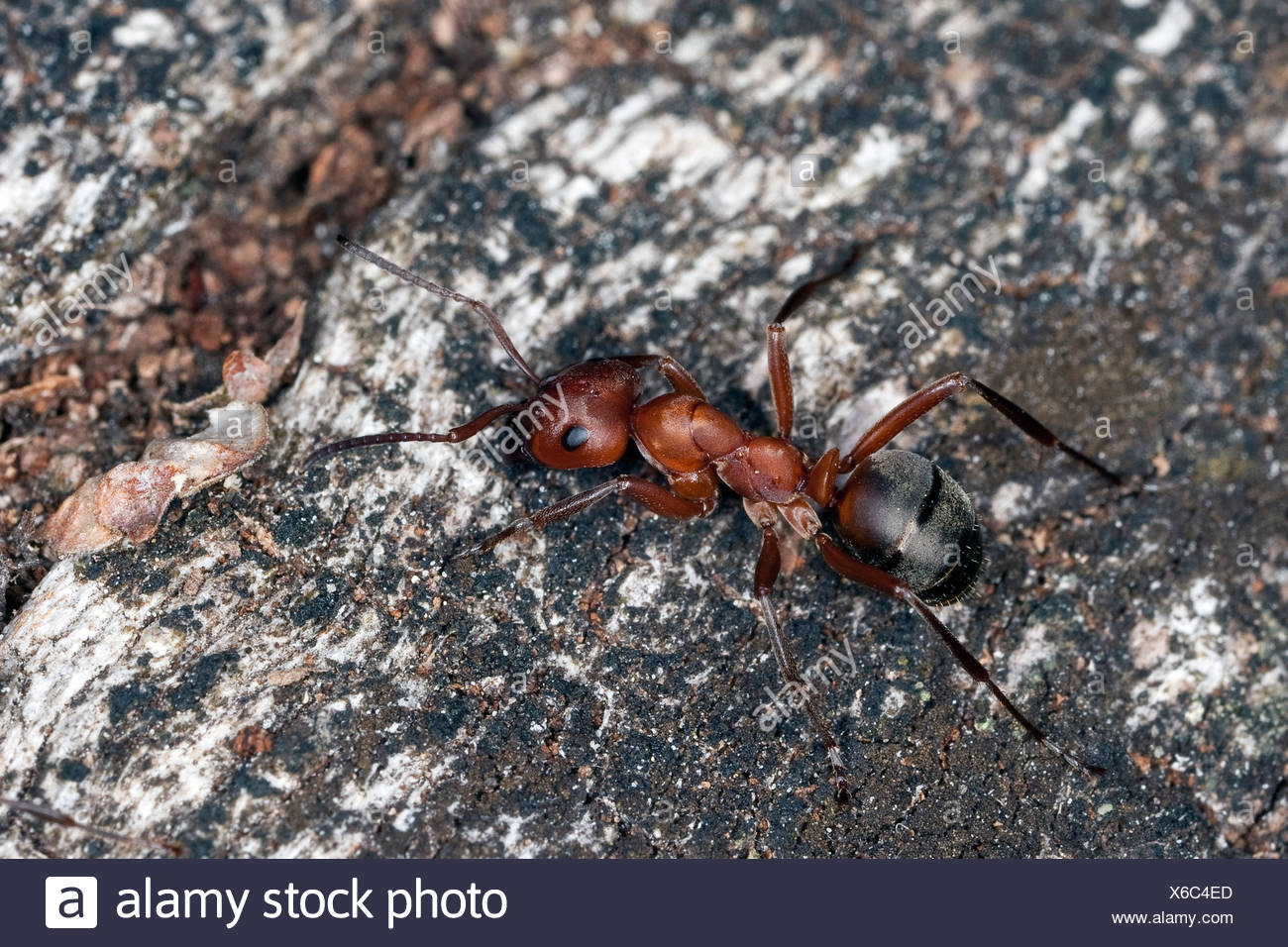Blood Red Ants High Resolution Stock Photography and Images - Alamy