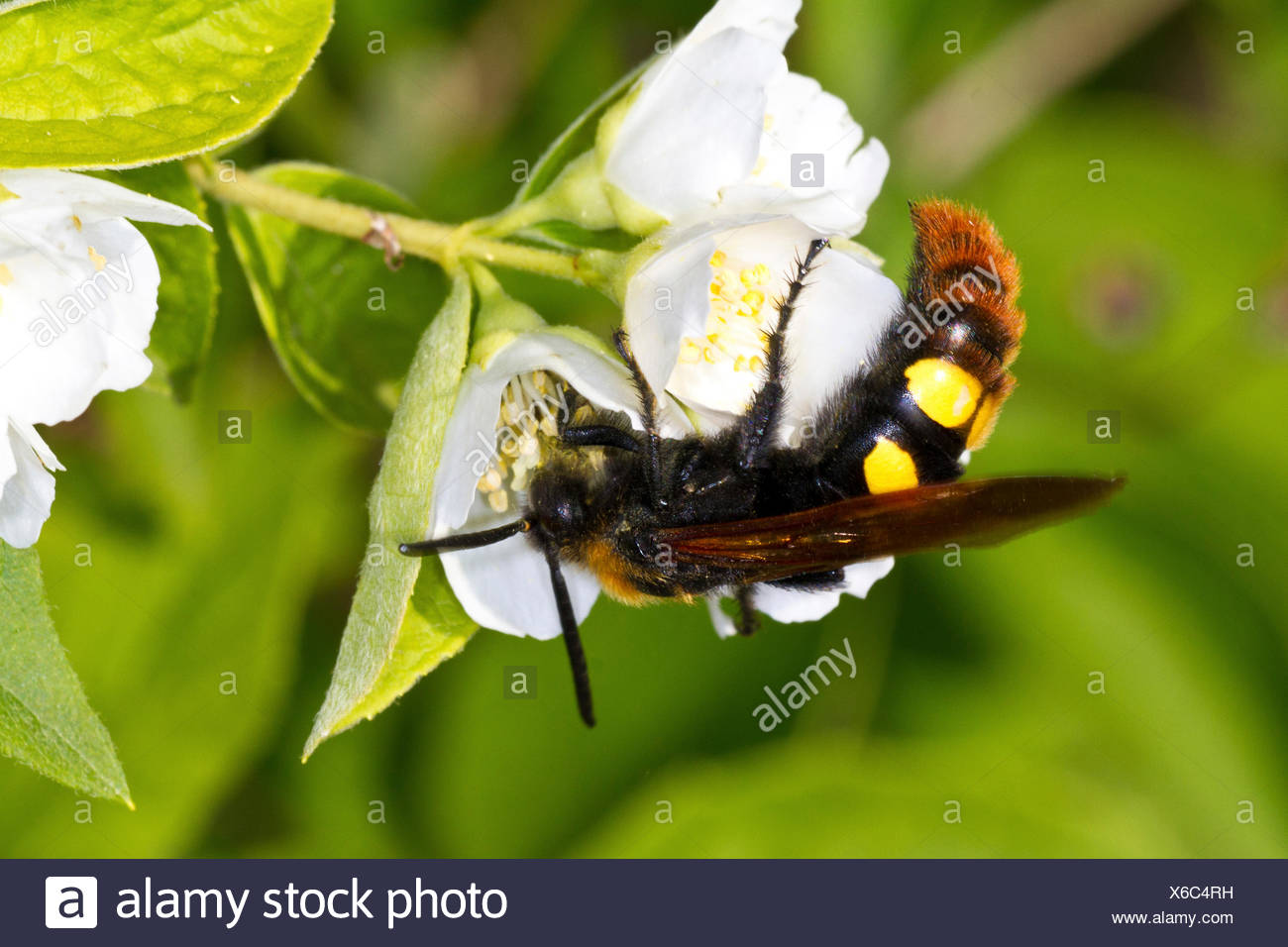 Scoliidae Stock Photos & Scoliidae Stock Images - Alamy