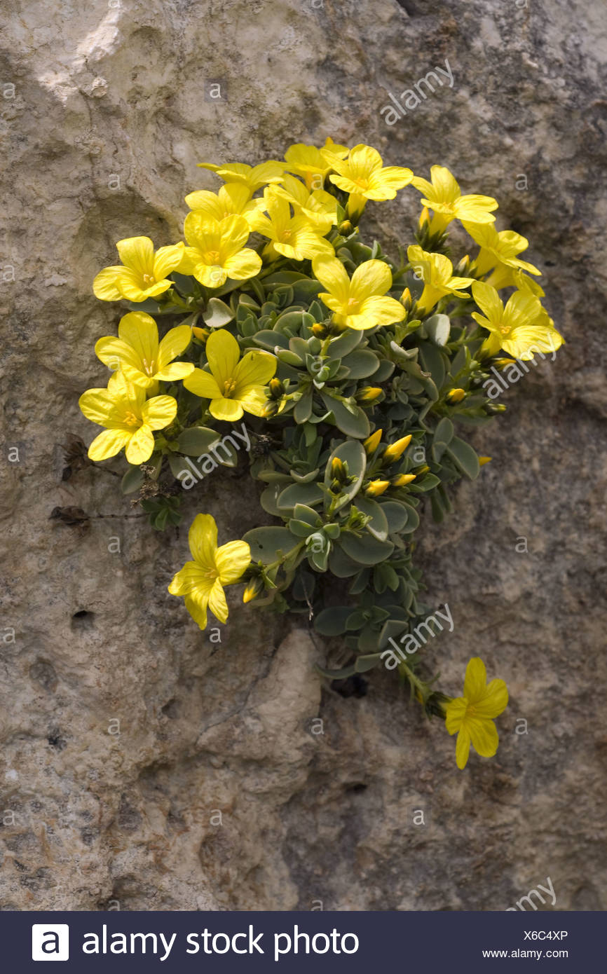 Tree Flax Linum Arboreum Stock Photos & Tree Flax Linum Arboreum Stock ...