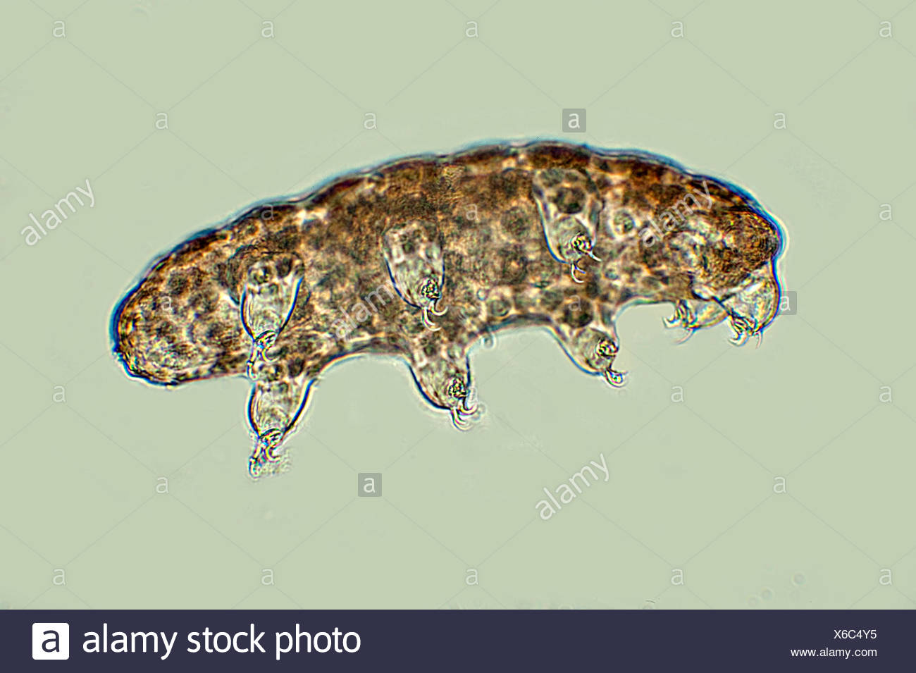 Transparent Legs High Resolution Stock Photography and Images - Alamy