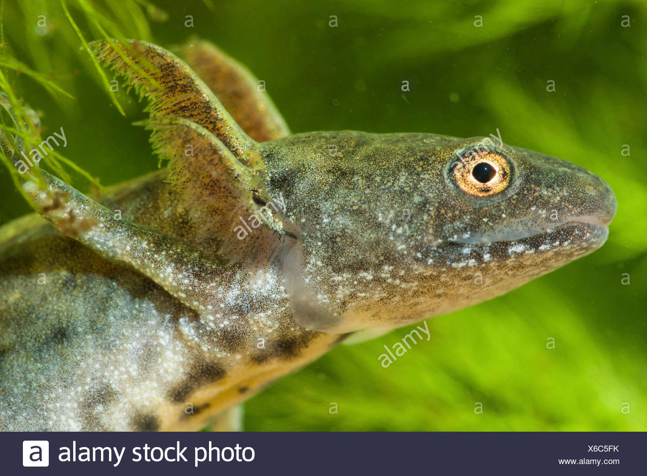 Eye Of Newt High Resolution Stock Photography and Images - Alamy