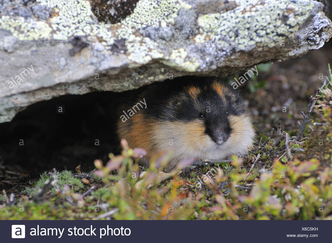Lemmings Lemming High Resolution Stock Photography and Images - Alamy