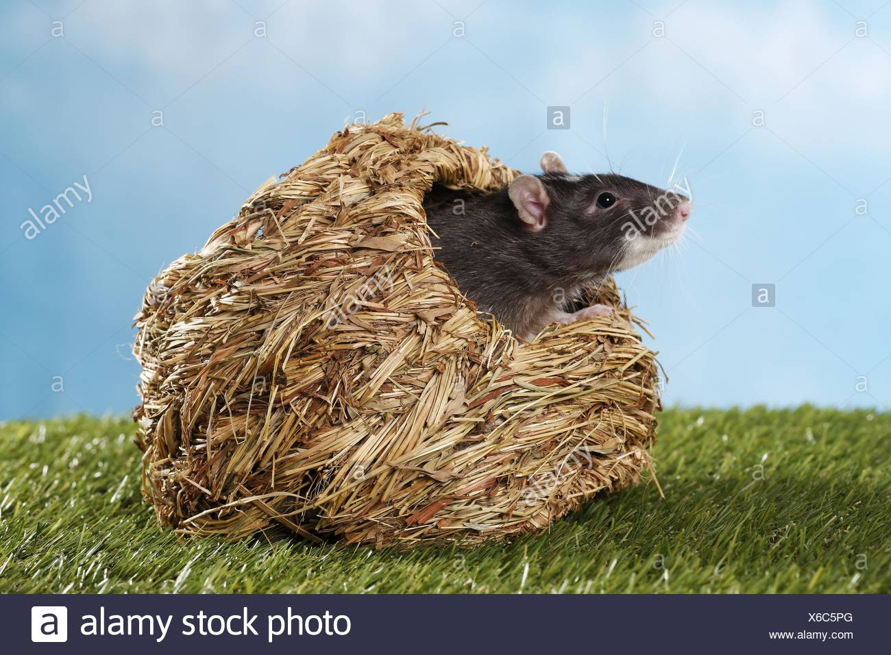Berkshire Rat Stock Photos & Berkshire Rat Stock Images - Alamy