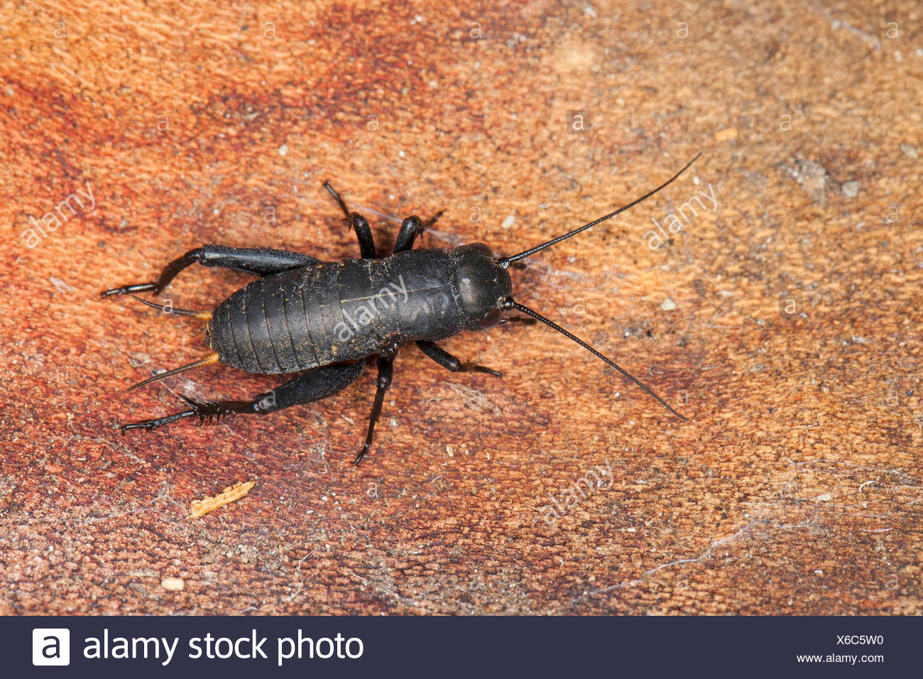 Steppe Insects High Resolution Stock Photography and Images - Alamy