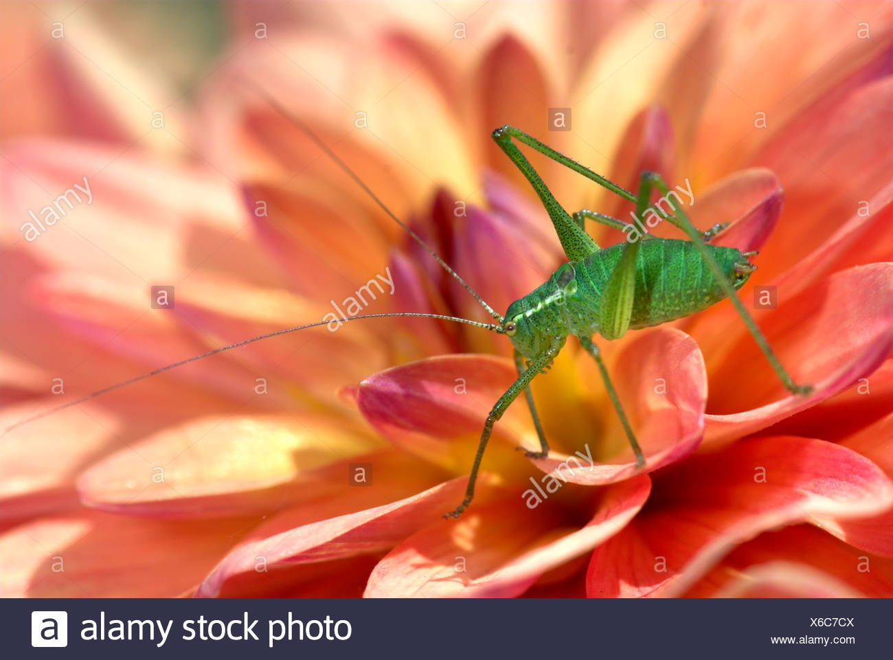 Speckled Bush Cricket High Resolution Stock Photography and Images - Alamy