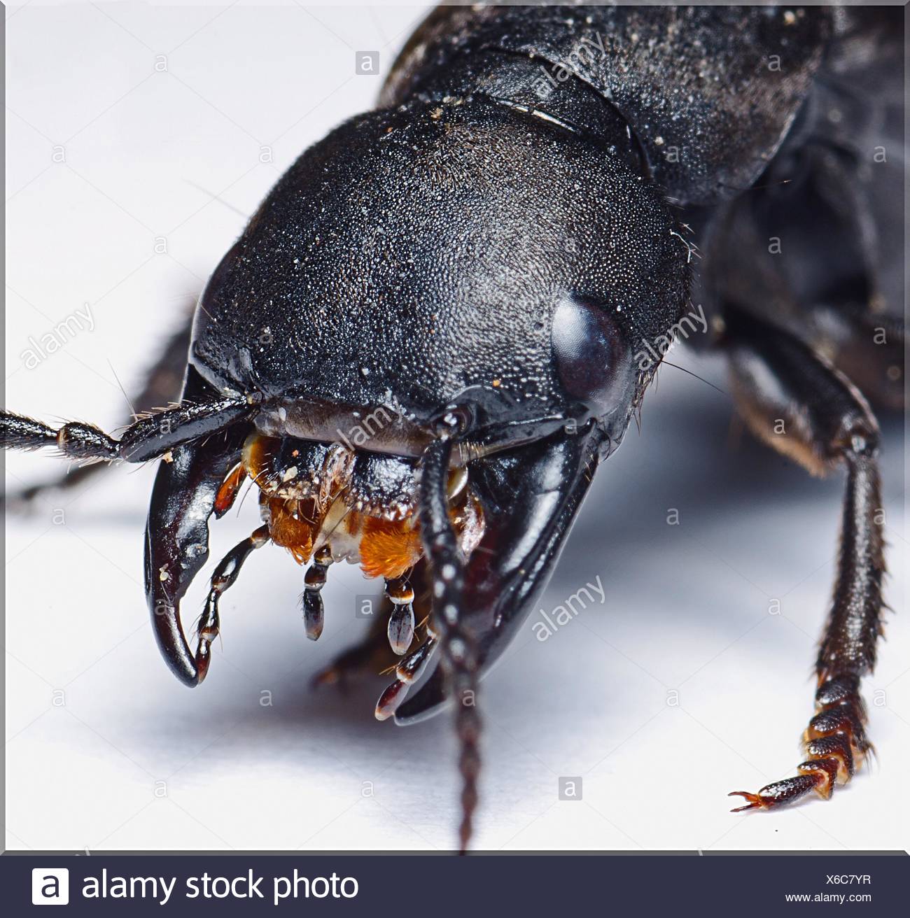 Insect In Black White High Resolution Stock Photography and Images - Alamy