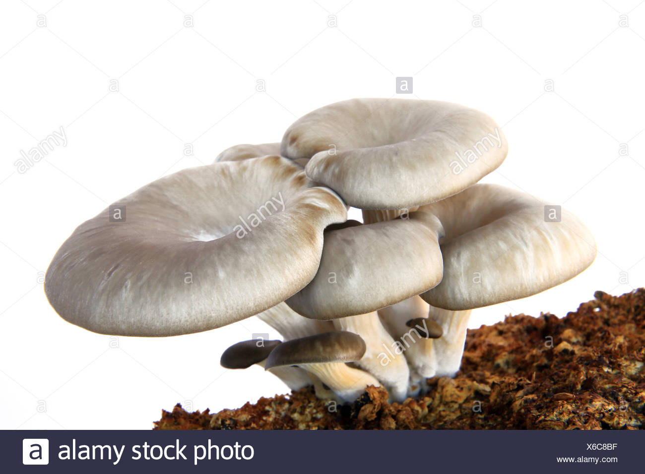 Austern Pilz High Resolution Stock Photography and Images - Alamy