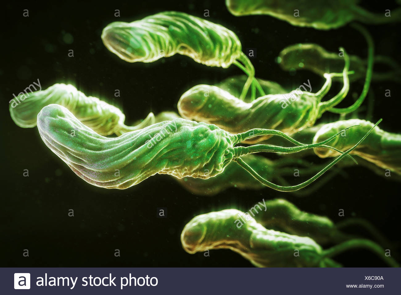 H Pylori High Resolution Stock Photography and Images - Alamy