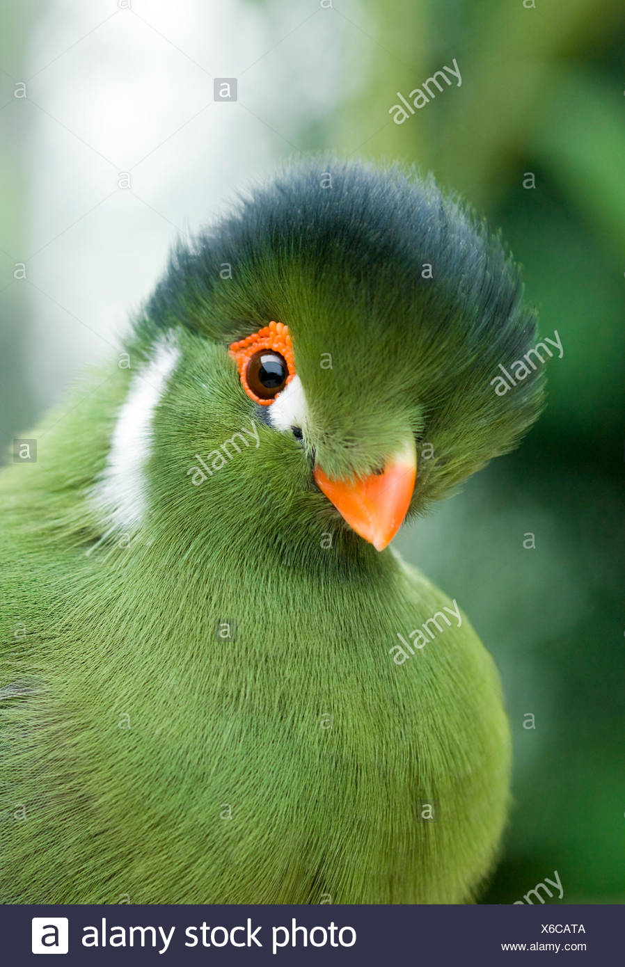 Exotic Bird High Resolution Stock Photography and Images - Alamy