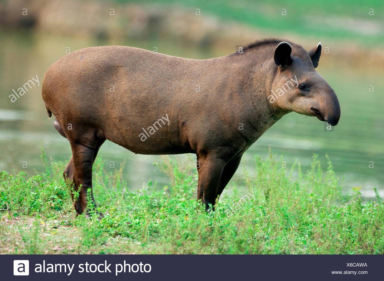 Tapiridae Stock Photos & Tapiridae Stock Images - Alamy