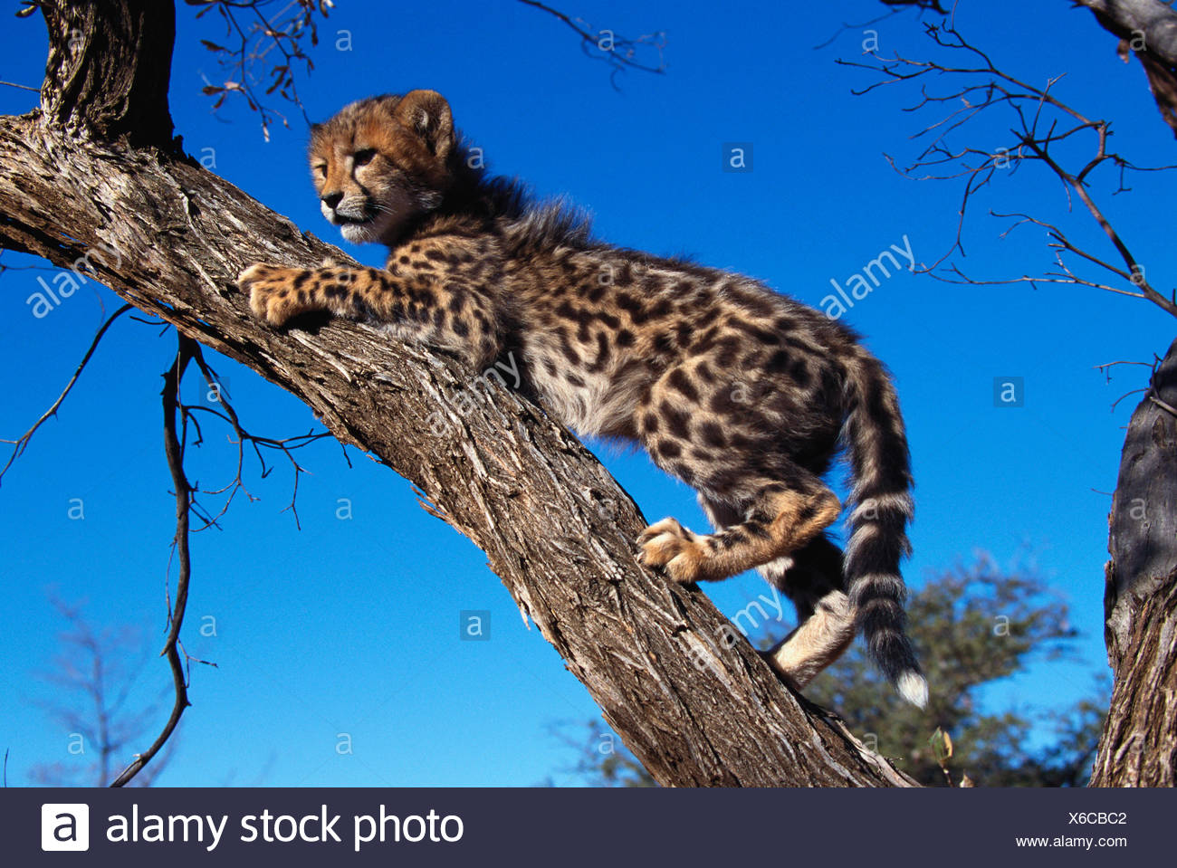 Cheetah Cub Climbing High Resolution Stock Photography and Images - Alamy