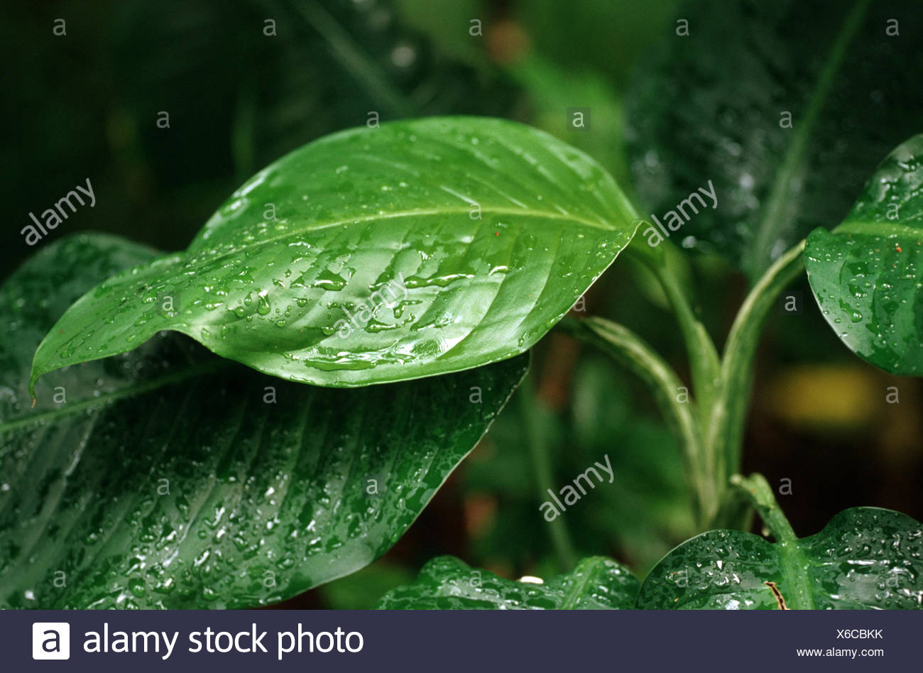 Cane Leaves High Resolution Stock Photography and Images - Alamy