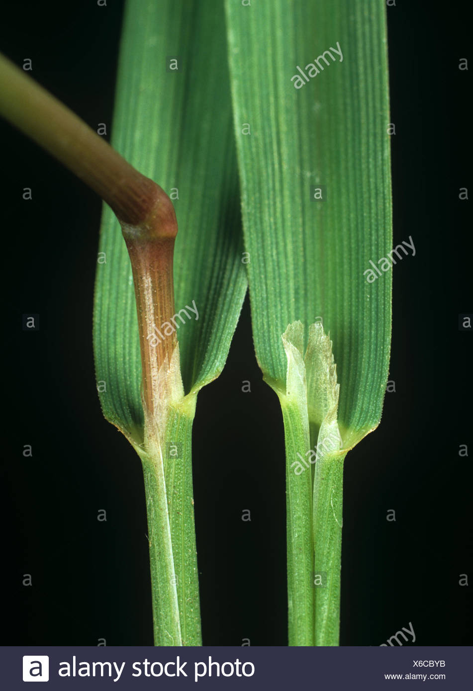 Leaf And Ligule Stock Photos & Leaf And Ligule Stock Images - Alamy
