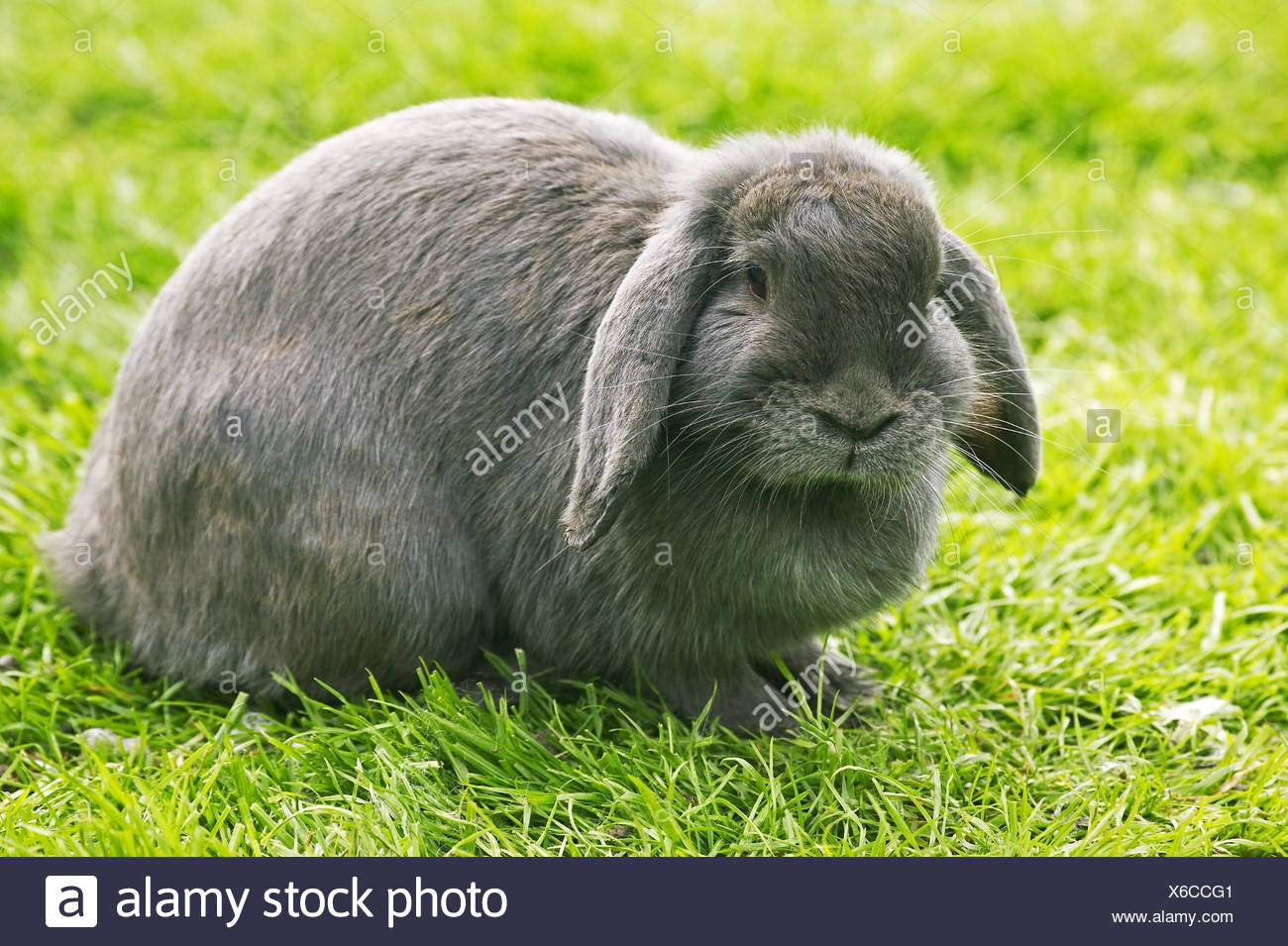 French Lop Rabbits Stock Photos & French Lop Rabbits Stock Images - Alamy