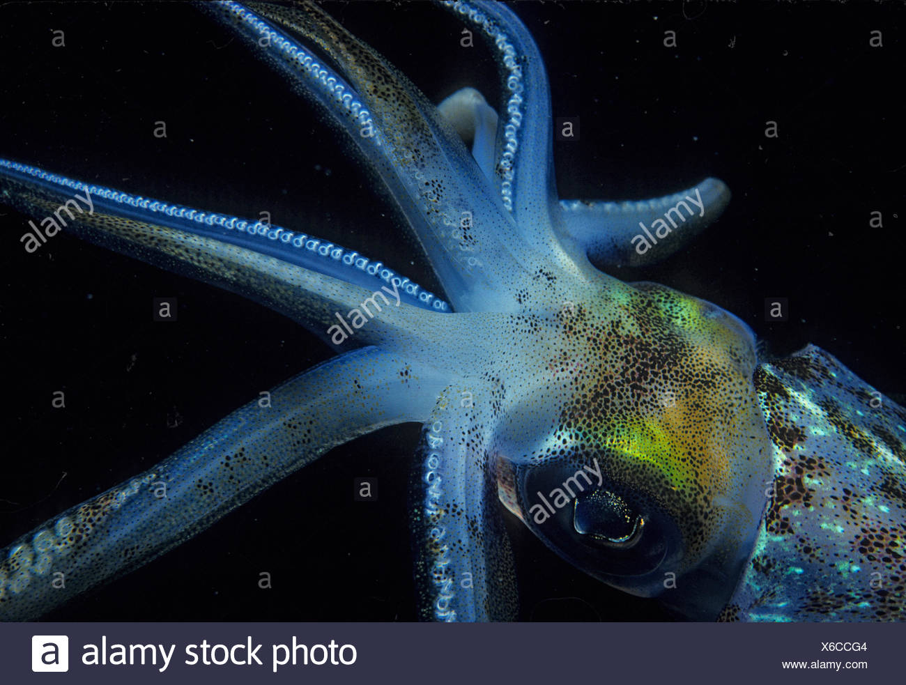 Coleoid Coleoidea Sp Stock Photos & Coleoid Coleoidea Sp Stock Images ...