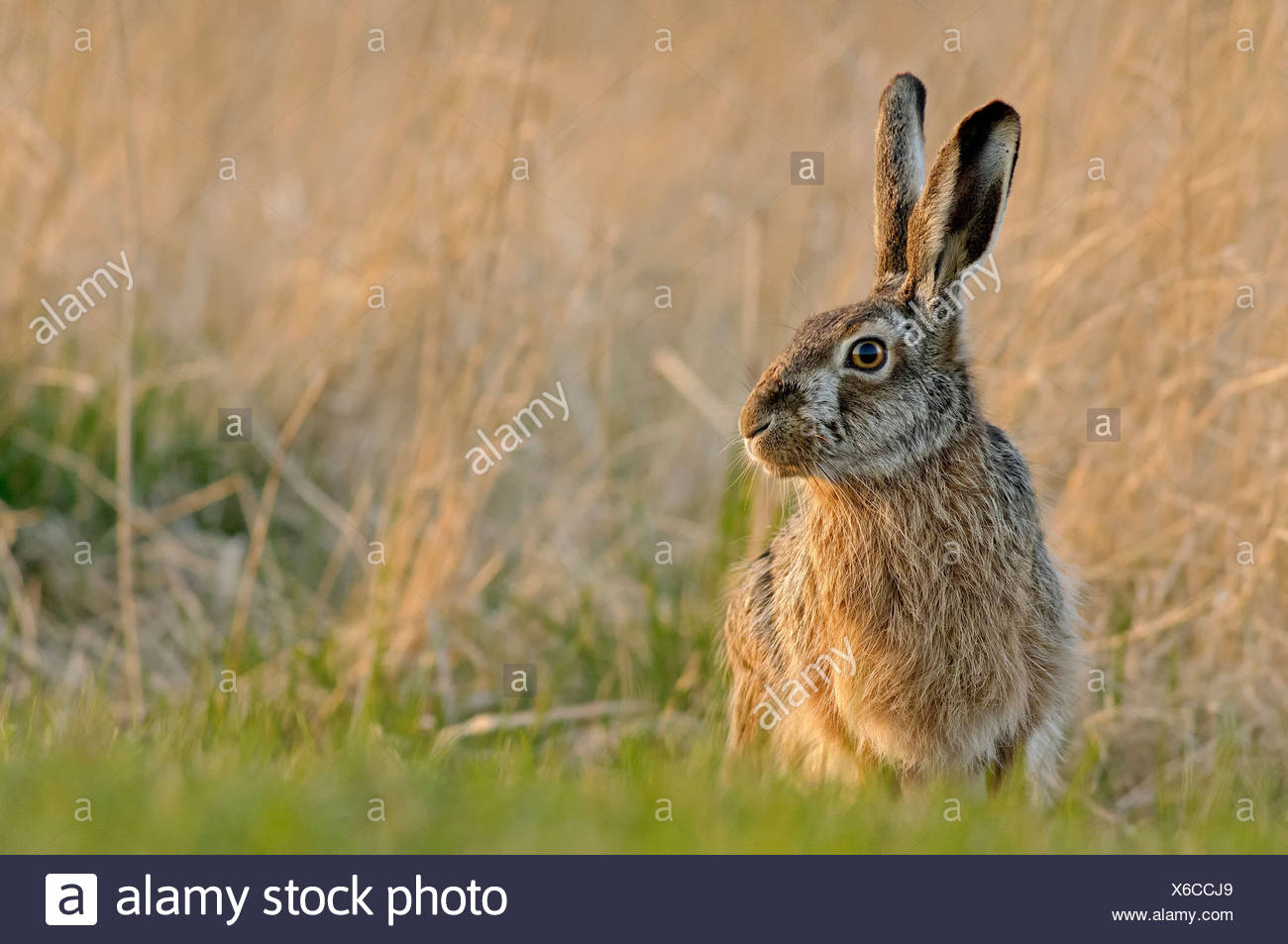 Hare Front View Stock Photos & Hare Front View Stock Images - Alamy