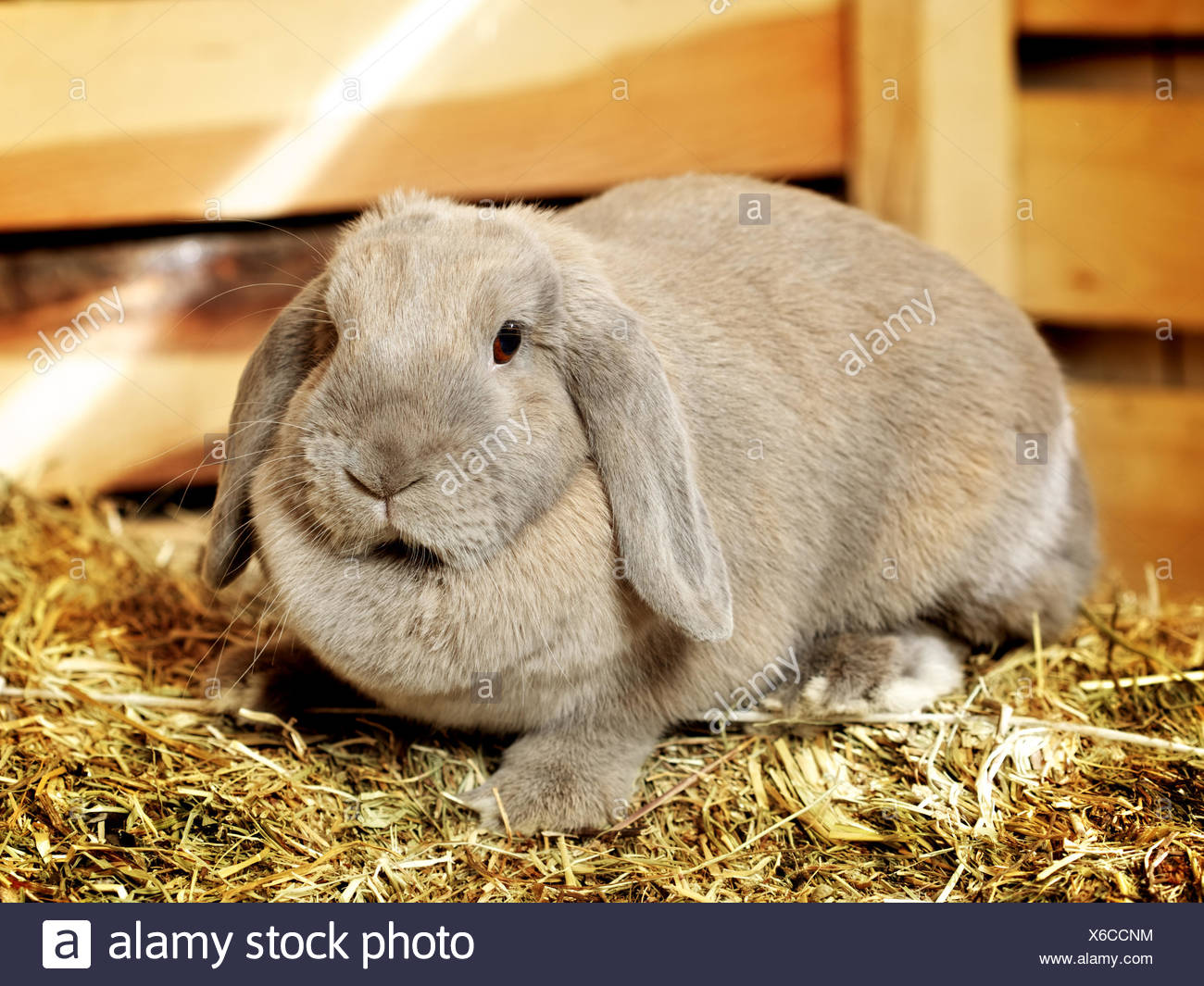 Lop Eared Dwarf Rabbit Domestic Rabbit High Resolution Stock ...