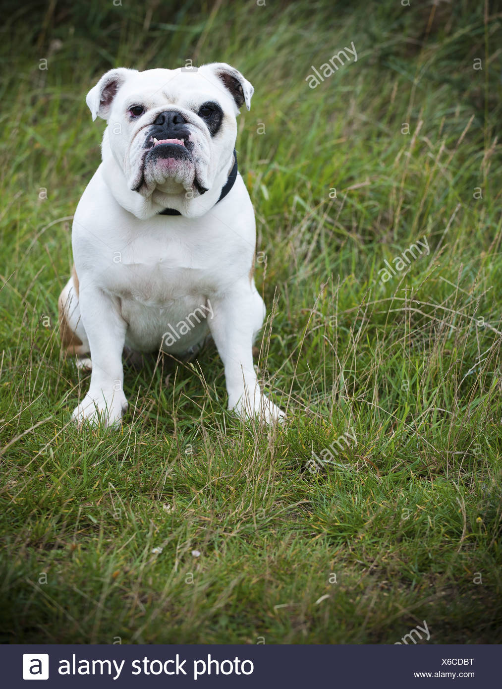 Bulldog Nose High Resolution Stock Photography and Images - Alamy