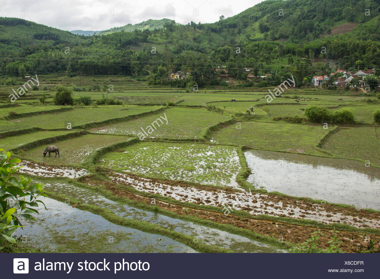Rice Paddy Vietnam Stock Photos & Rice Paddy Vietnam Stock Images - Alamy