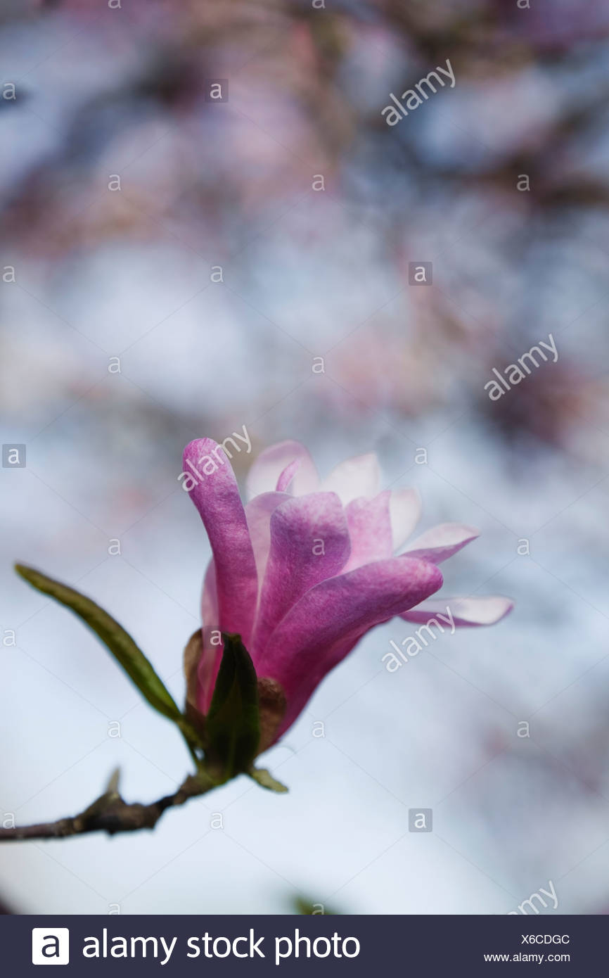 Montreal Quebec Canada Magnolia Tree Stock Photos & Montreal Quebec ...