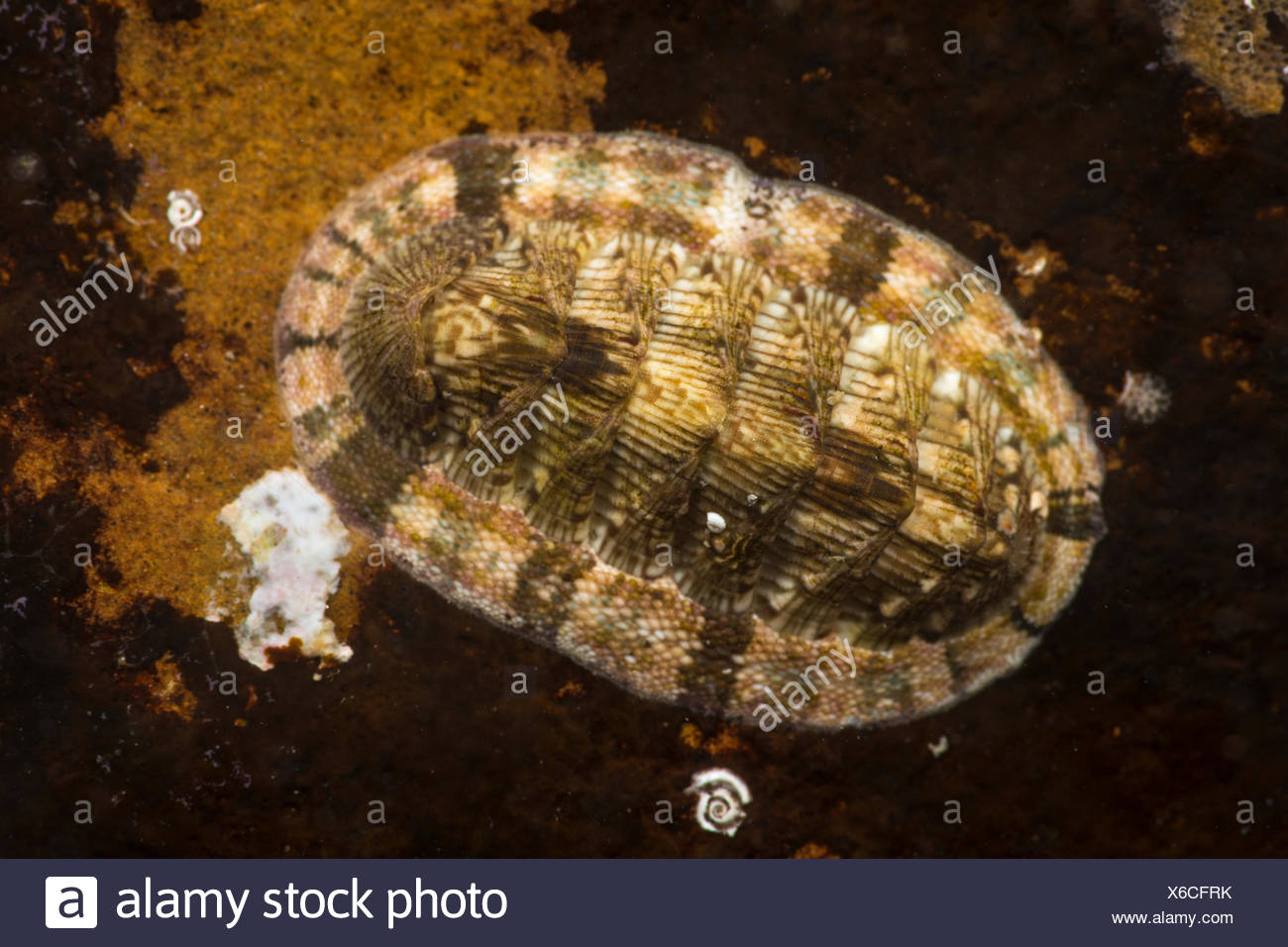Chiton Or Chaetopleura Or Tonicella High Resolution Stock Photography ...