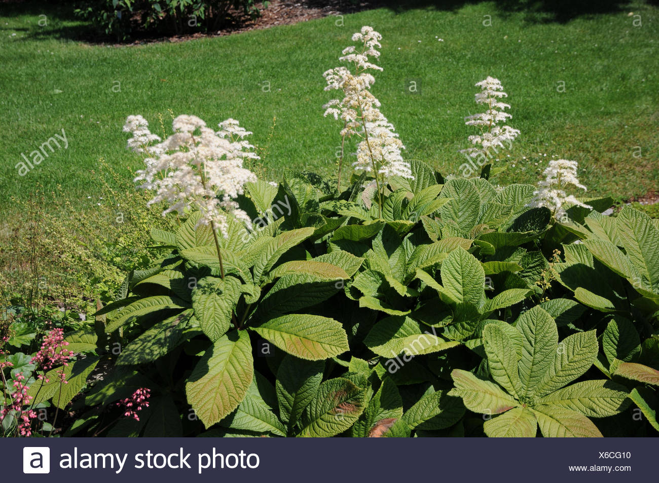 Rodgersien Stock Photos & Rodgersien Stock Images - Alamy