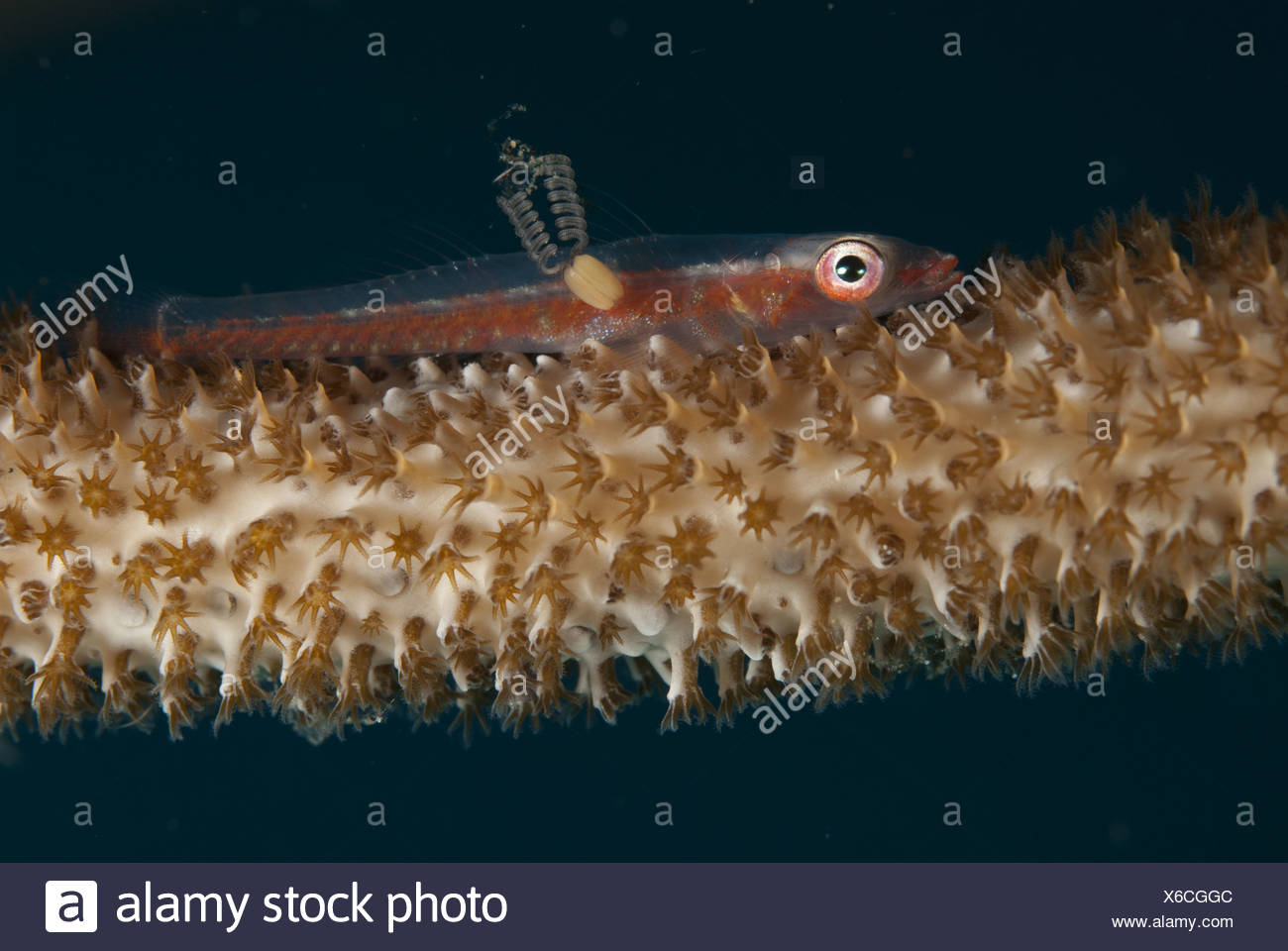Parasitic Copepods High Resolution Stock Photography and Images - Alamy