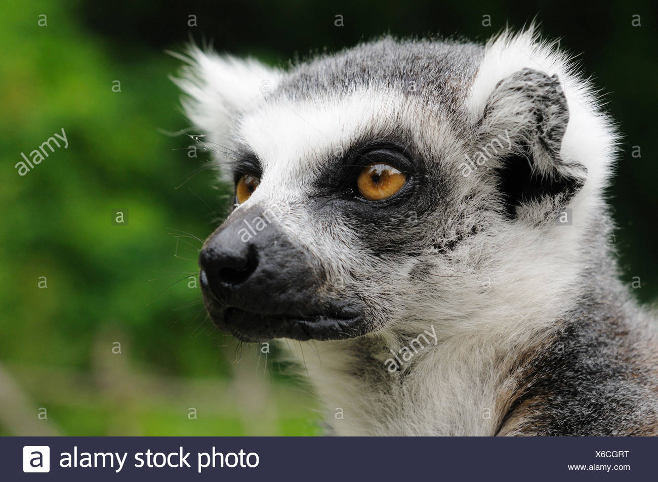 Strepsirhini Stock Photos & Strepsirhini Stock Images - Alamy