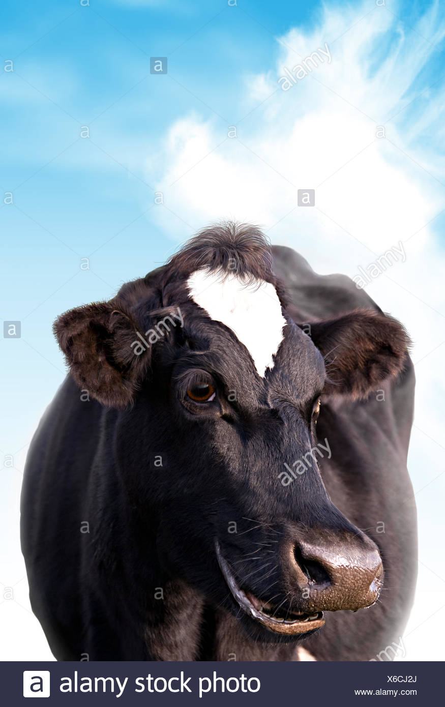 Laughing Cow Stock Photos & Laughing Cow Stock Images - Alamy