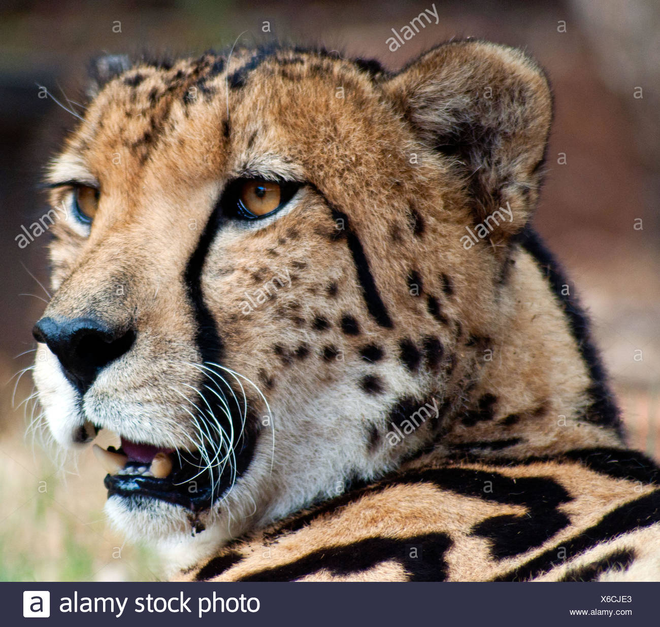 Portrait Of A King Cheetah High Resolution Stock Photography and Images ...