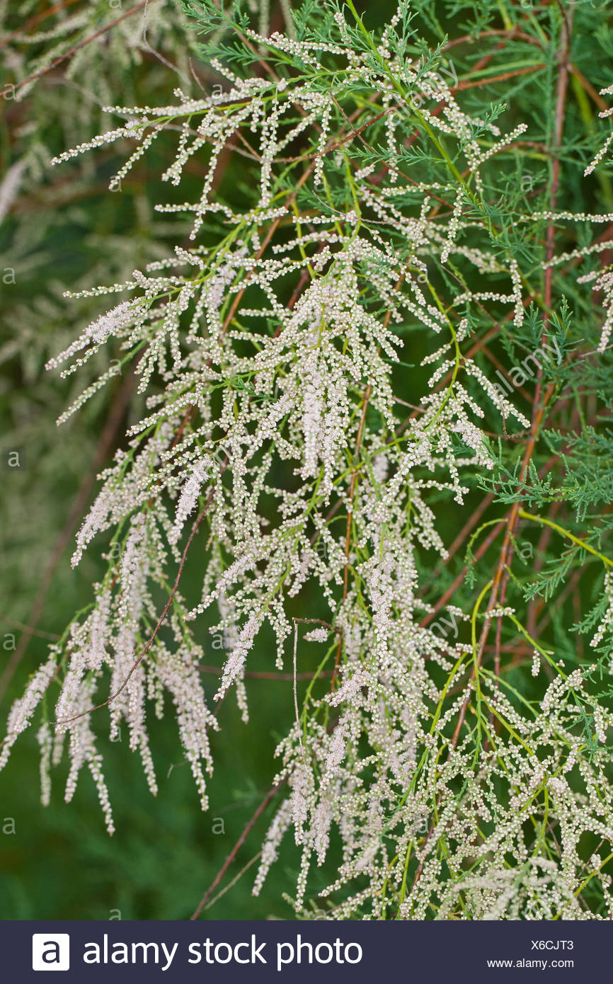 Five Stamen Tamarisk Tree High Resolution Stock Photography and Images ...