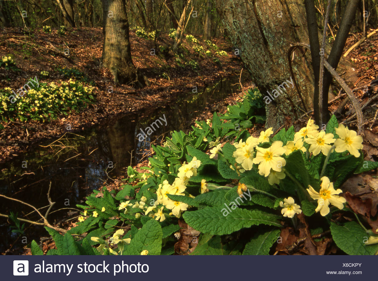 Forest Primrose High Resolution Stock Photography and Images - Alamy