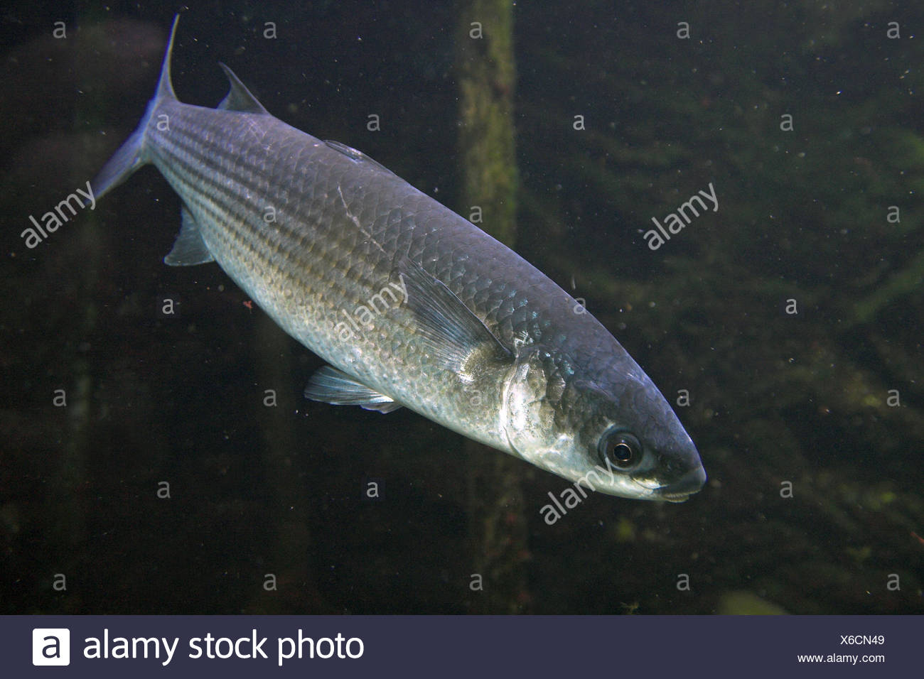 Thicklip Grey Mullet High Resolution Stock Photography and Images - Alamy