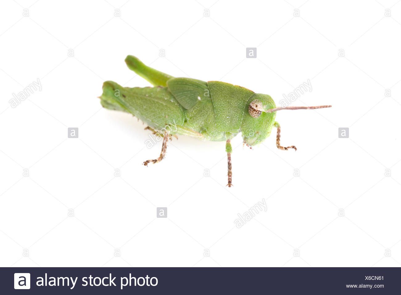Hesperotettix Floridensis High Resolution Stock Photography and Images ...