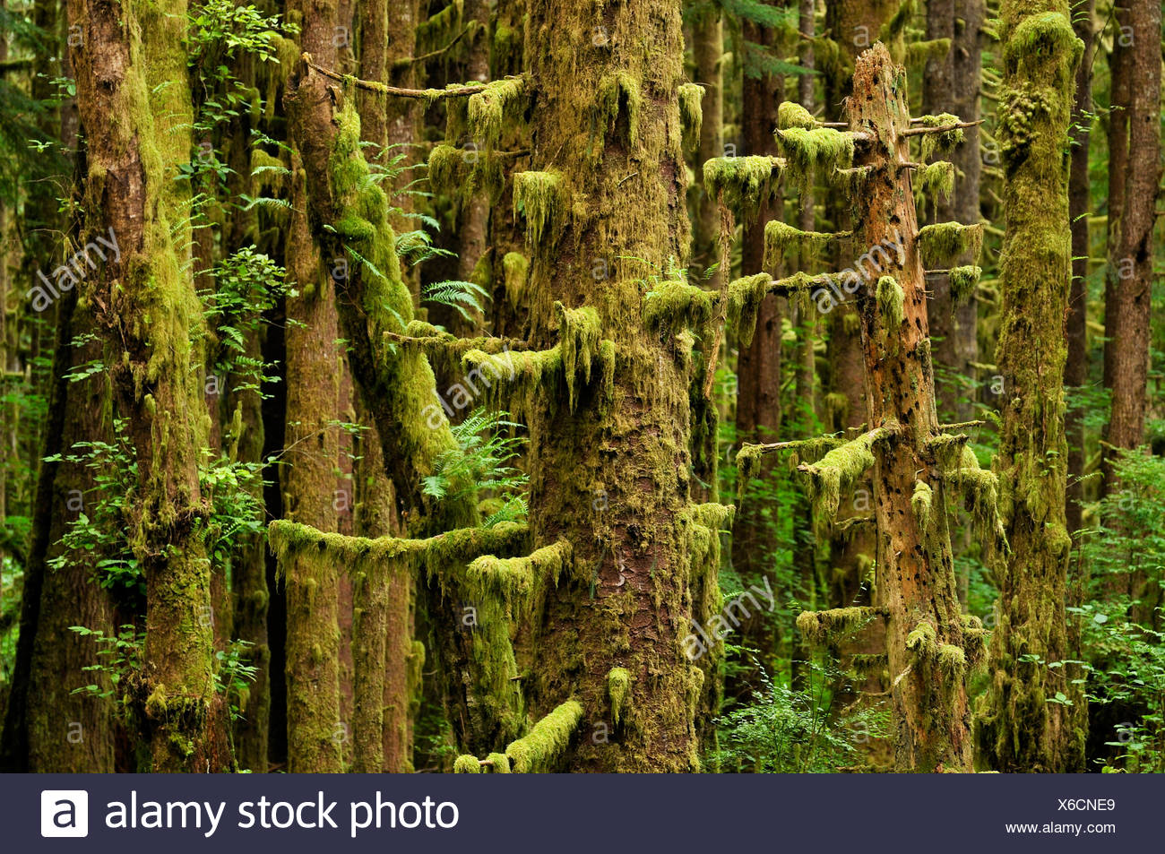 Trees With Lichens High Resolution Stock Photography and Images - Alamy
