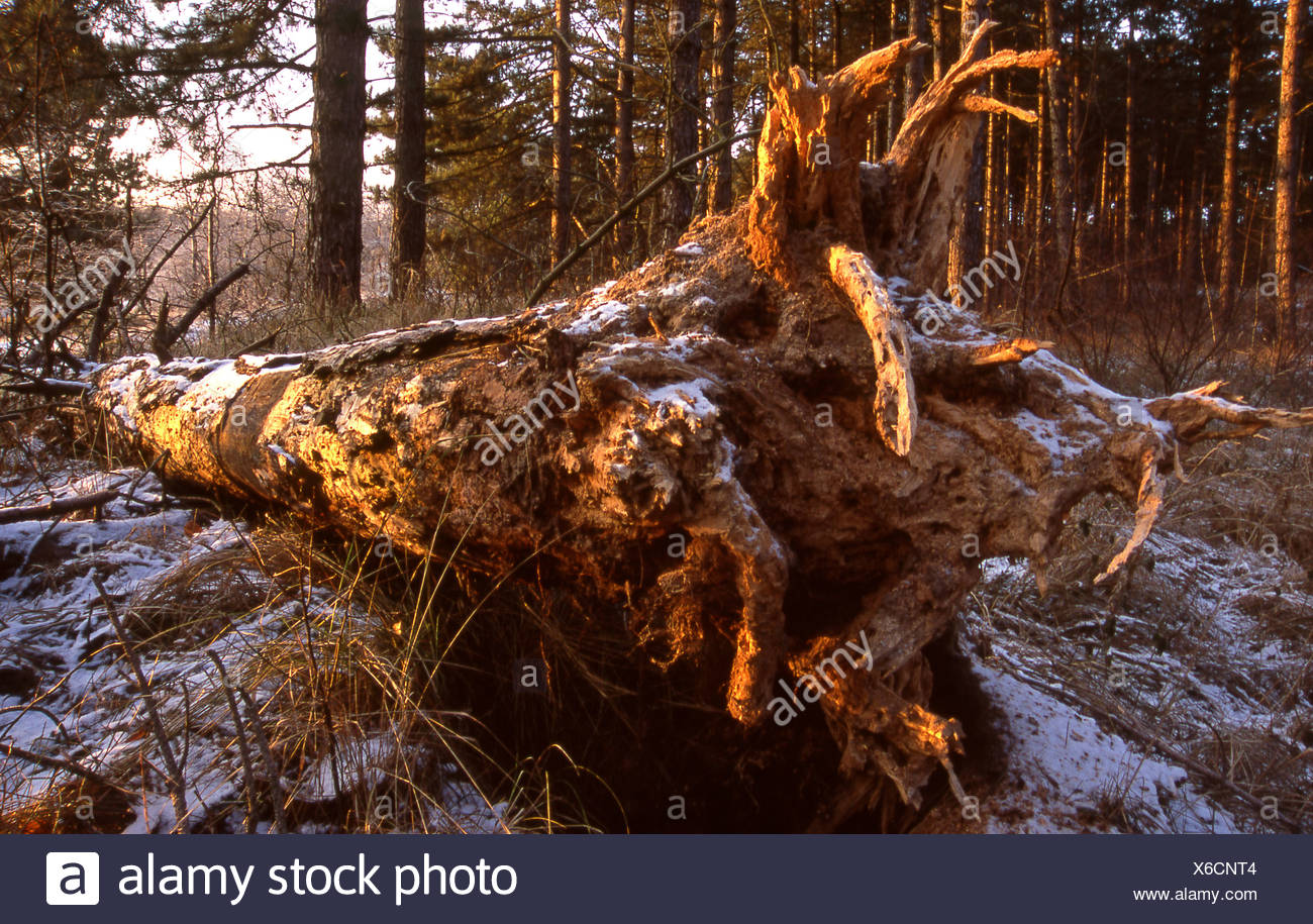 Naaldbos High Resolution Stock Photography and Images - Alamy