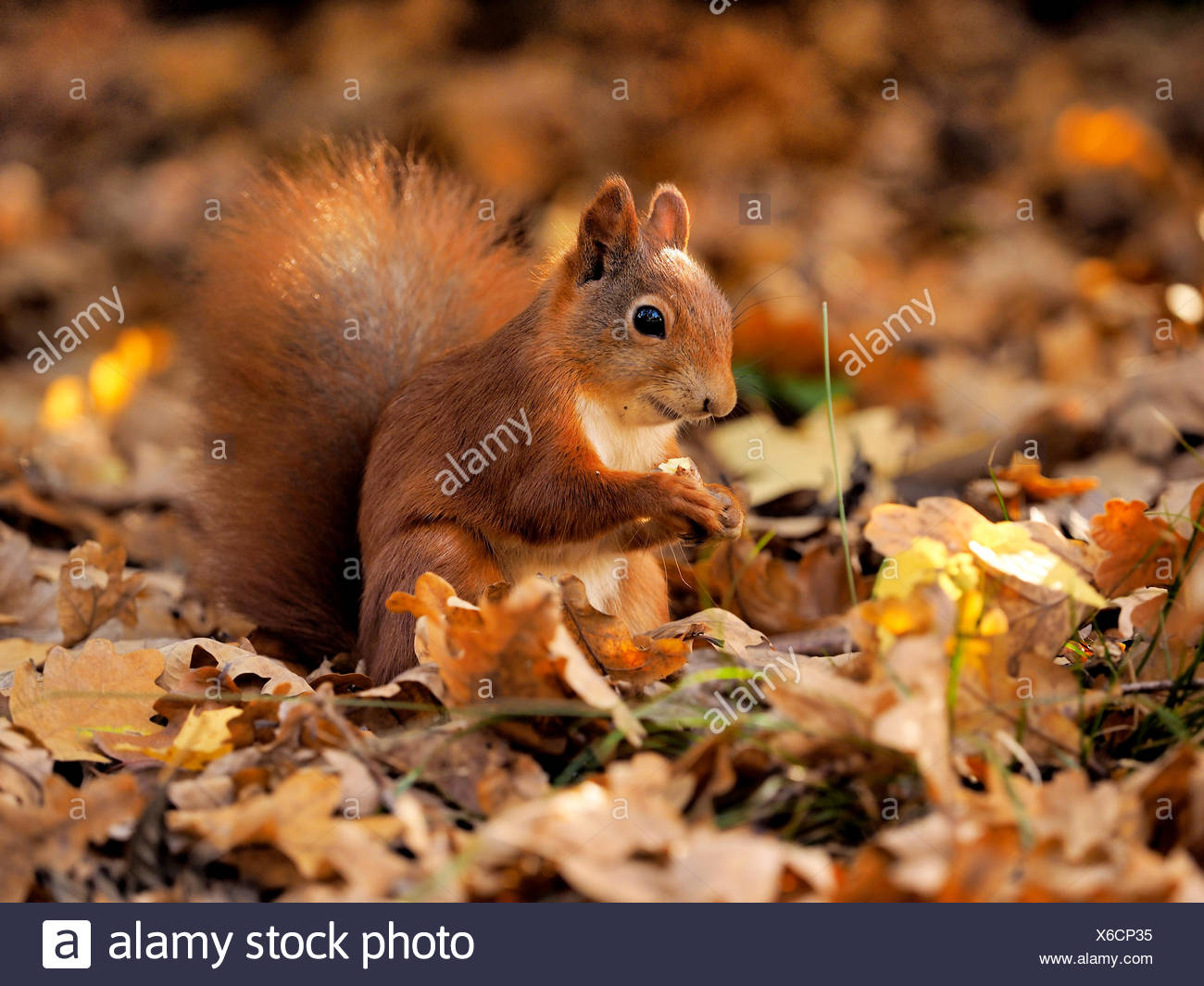 European Ground Squirrel High Resolution Stock Photography and Images ...