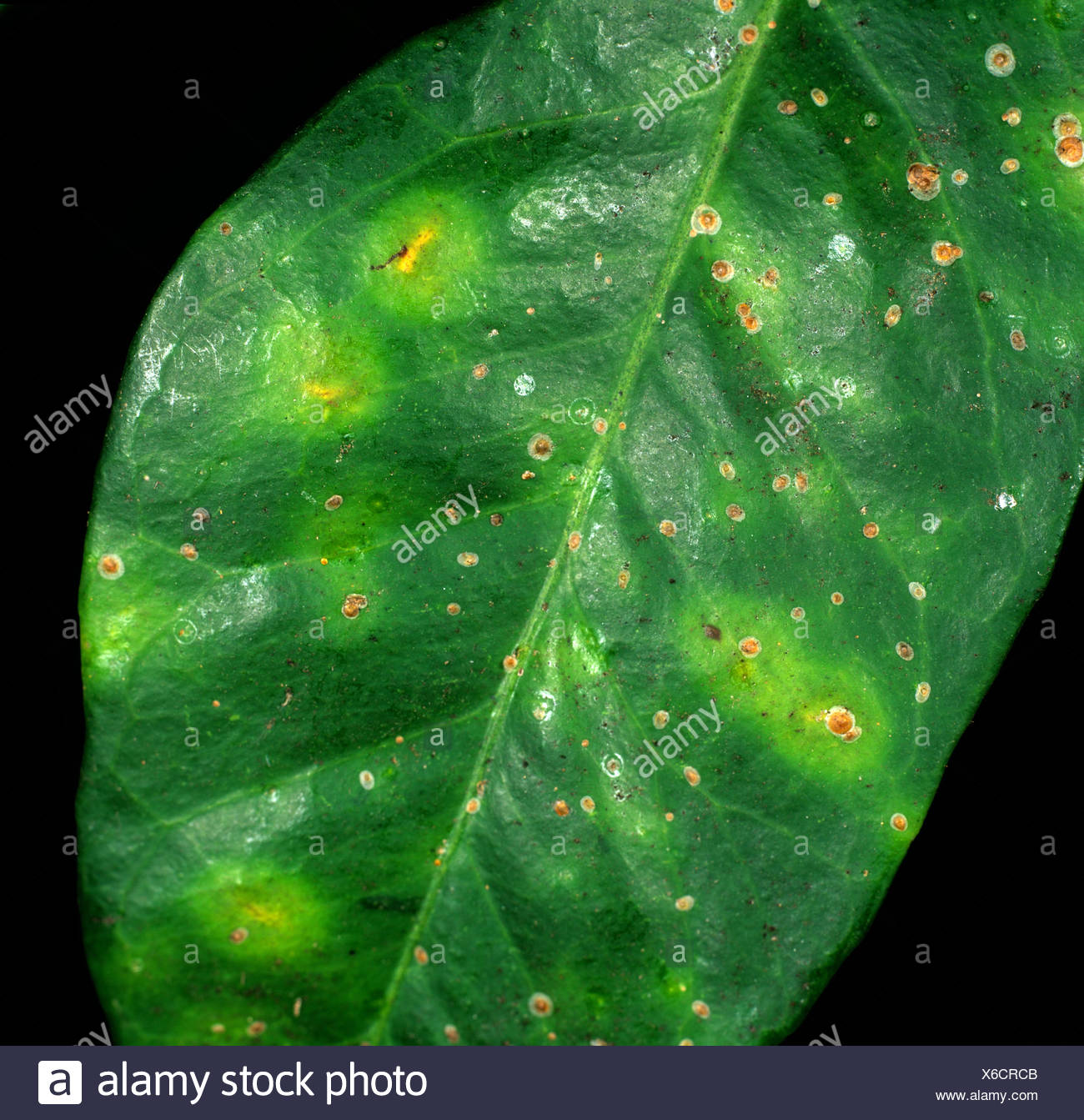 Citrus Damage High Resolution Stock Photography and Images - Alamy