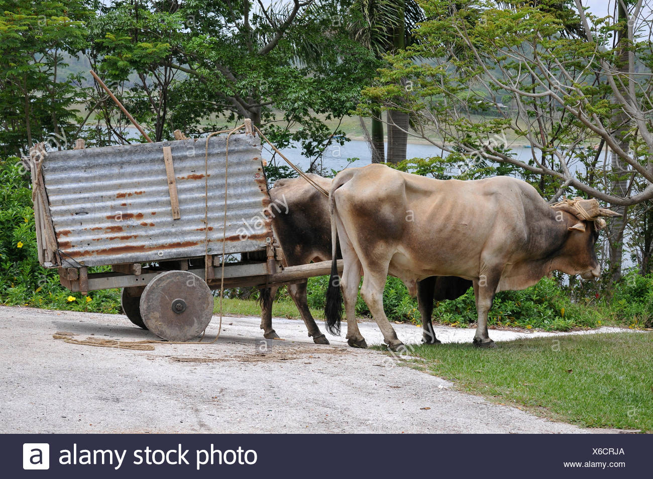Ox Drawn Wagon High Resolution Stock Photography and Images - Alamy