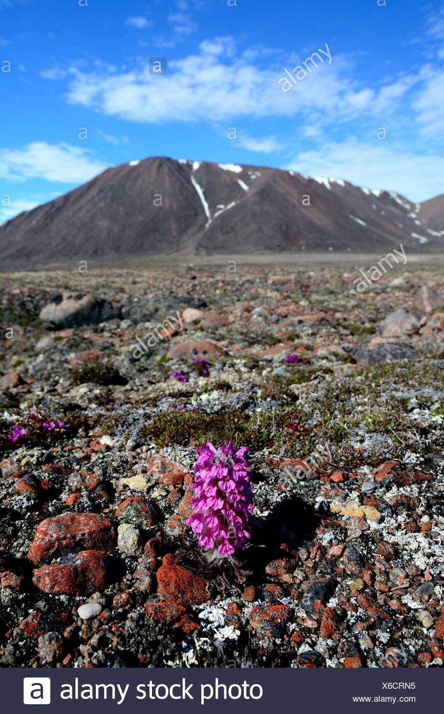 Tundra Vegetation Nunavut High Resolution Stock Photography and Images ...