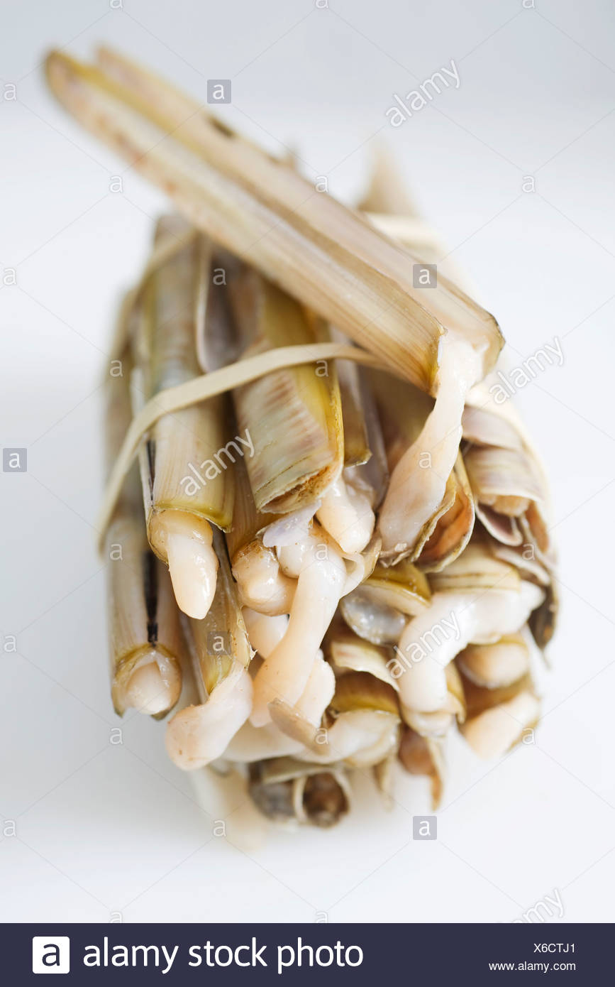 Atlantic Jackknife Clam Razor Clam Stock Photos & Atlantic Jackknife ...