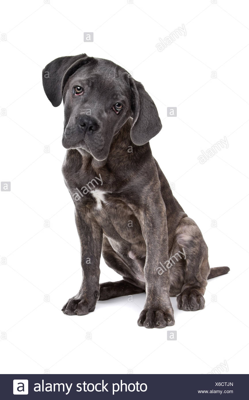 Grey Cane Corso Puppy Dog High Resolution Stock Photography and Images ...
