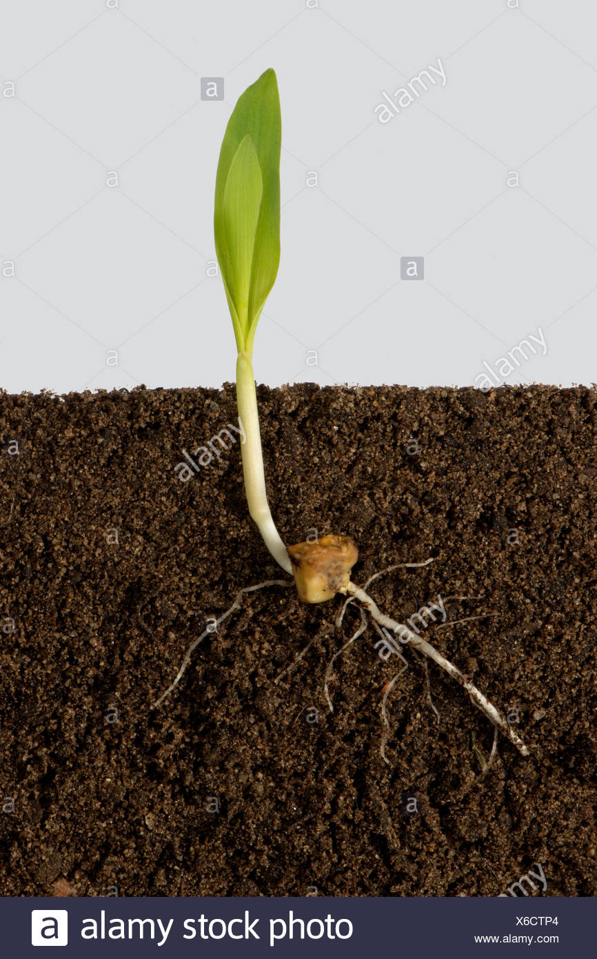 Corn Plant Roots High Resolution Stock Photography and Images - Alamy