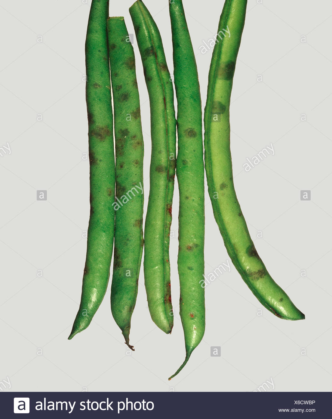 Bacterial Blight Lesions High Resolution Stock Photography and Images ...
