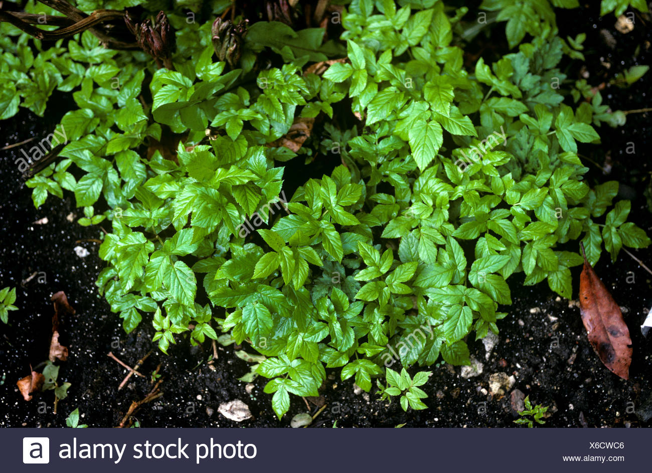 Invasive Ground Cover Plant High Resolution Stock Photography and ...