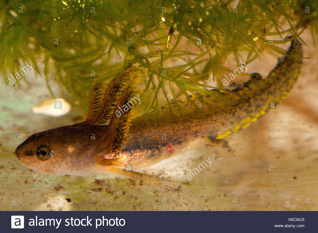 Larval Stock Photos & Larval Stock Images - Alamy